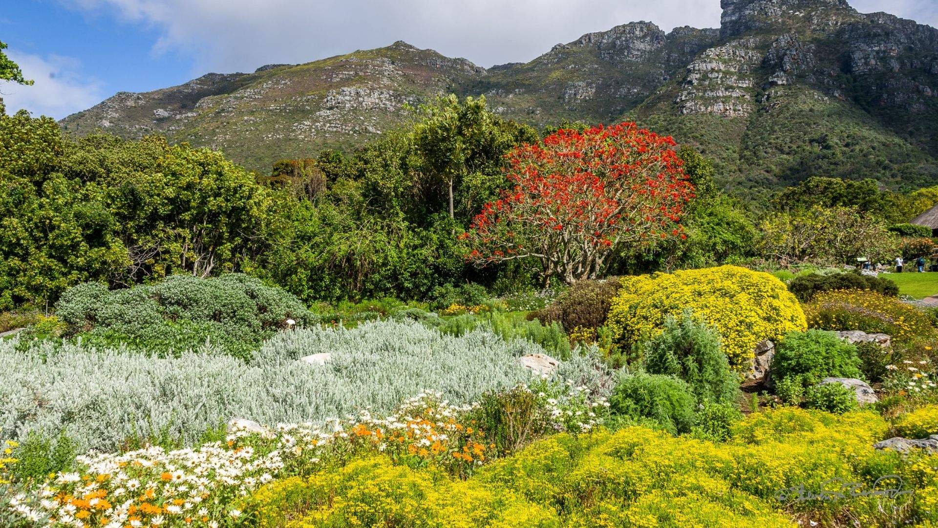 Five fabulous gardens to visit in spring in Cape Town - I Love South Africa