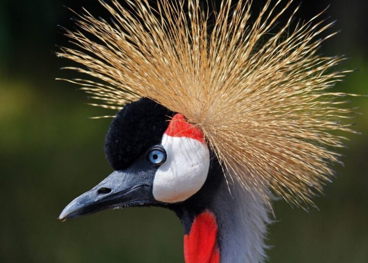 What to do in Volksrust - I Love South Africa