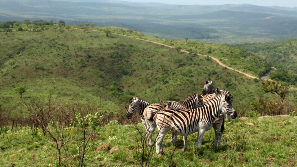 It's a wild, wild world: Game reserves to visit in KZN - I Love South ...