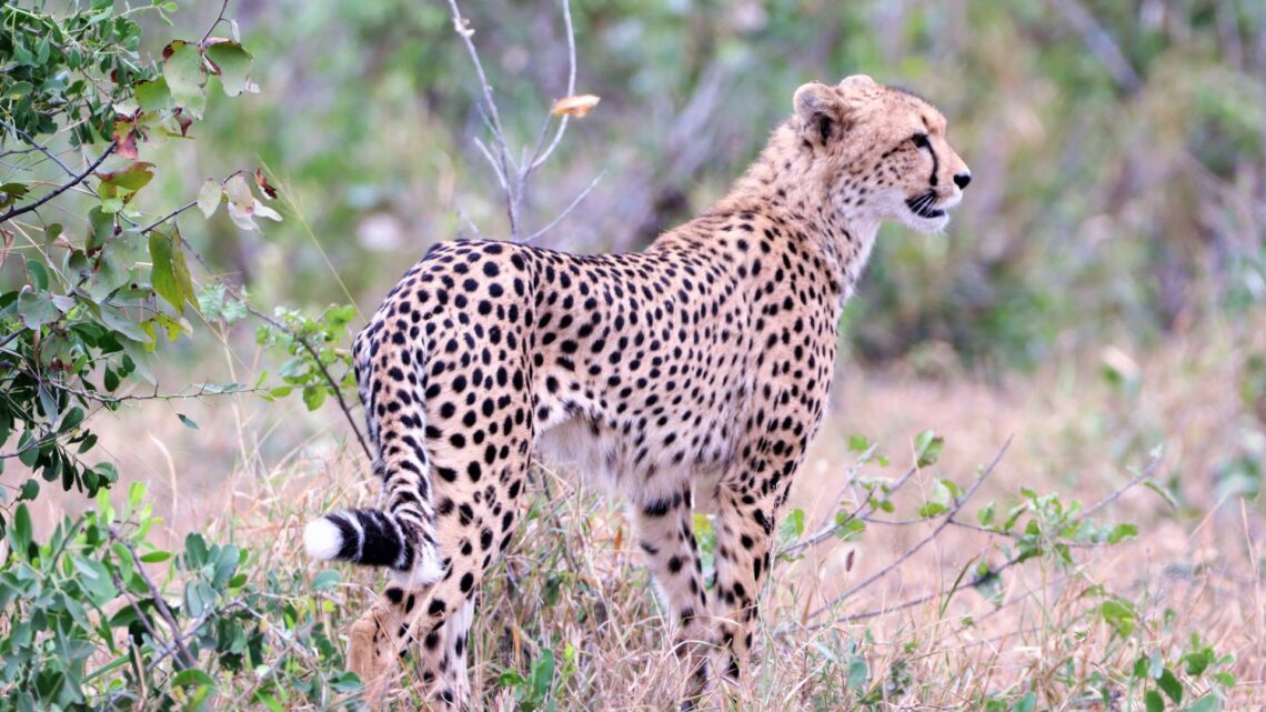 Cheetah conservation: SA sends four cheetahs to Mozambique - I Love ...