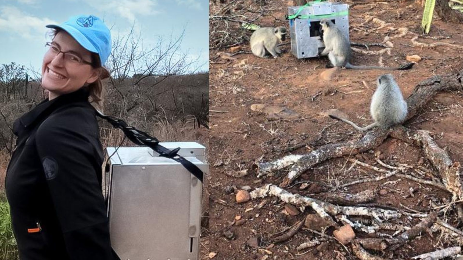 SA monkeys become the first primates to use a touchscreen [WATCH] - I ...