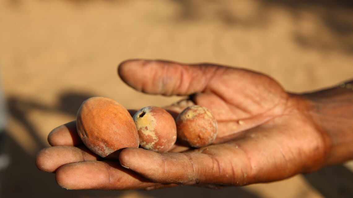 How Elephants signal the start of Marula season in South Africa - I ...