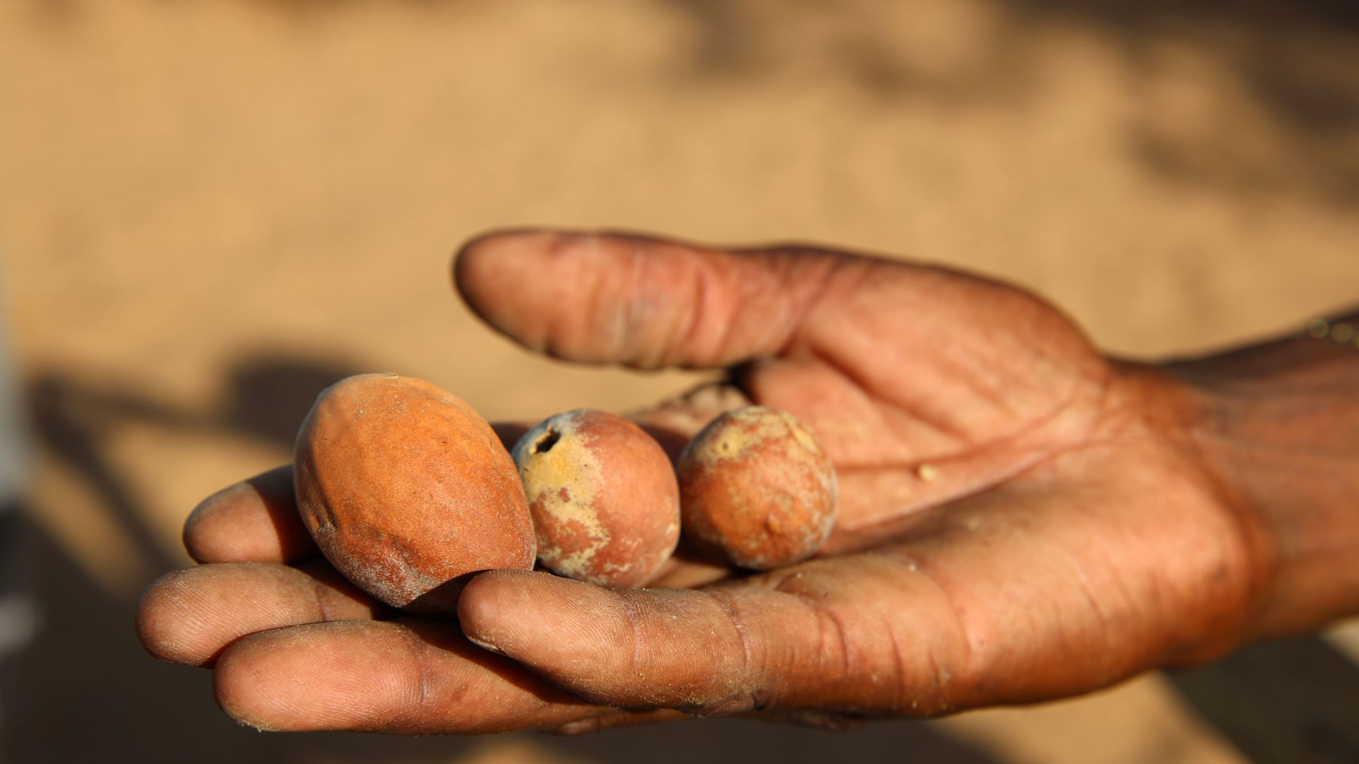 How Elephants signal the start of Marula season in South Africa - I ...