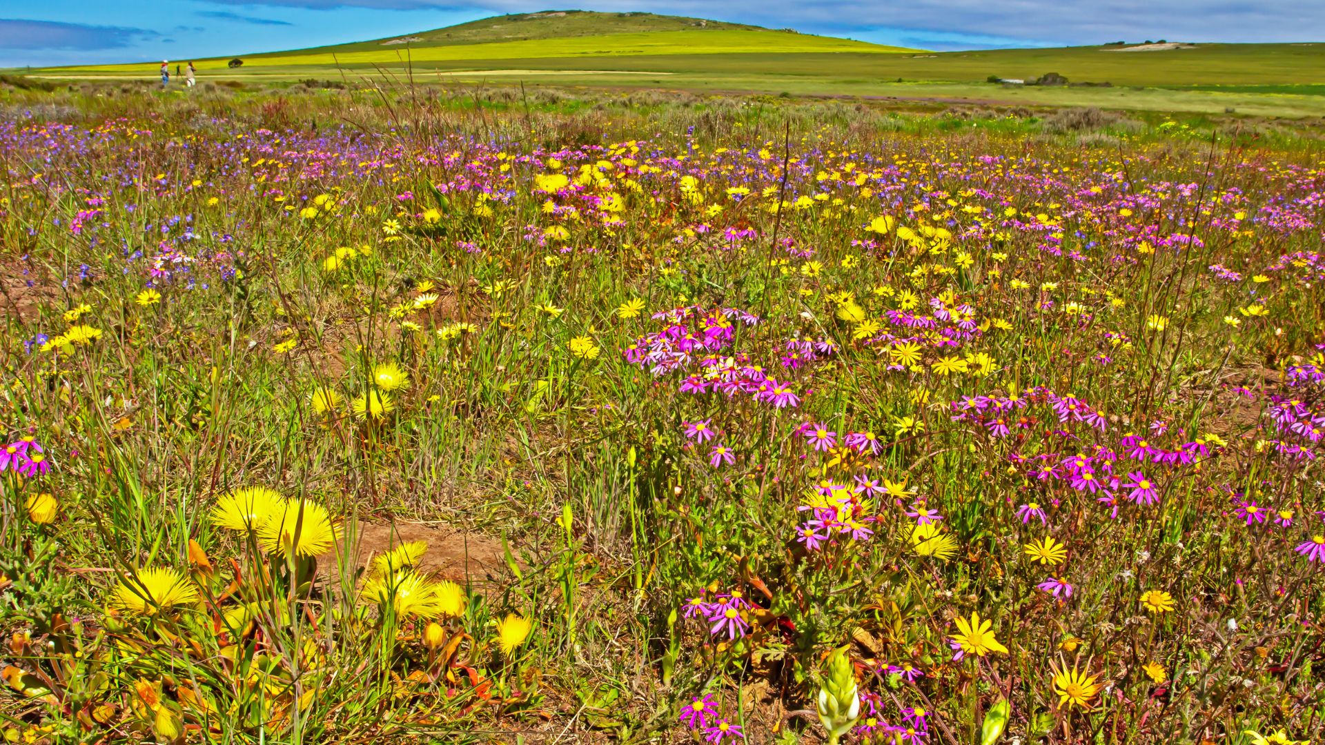 Western Cape flower season: Four spots to see the beautiful wildflowers ...
