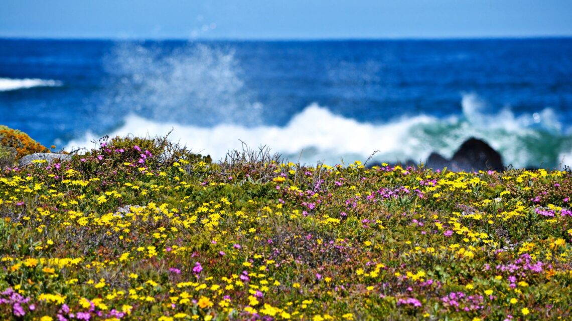 Seven places to spot wildflowers in bloom in South Africa - I Love ...