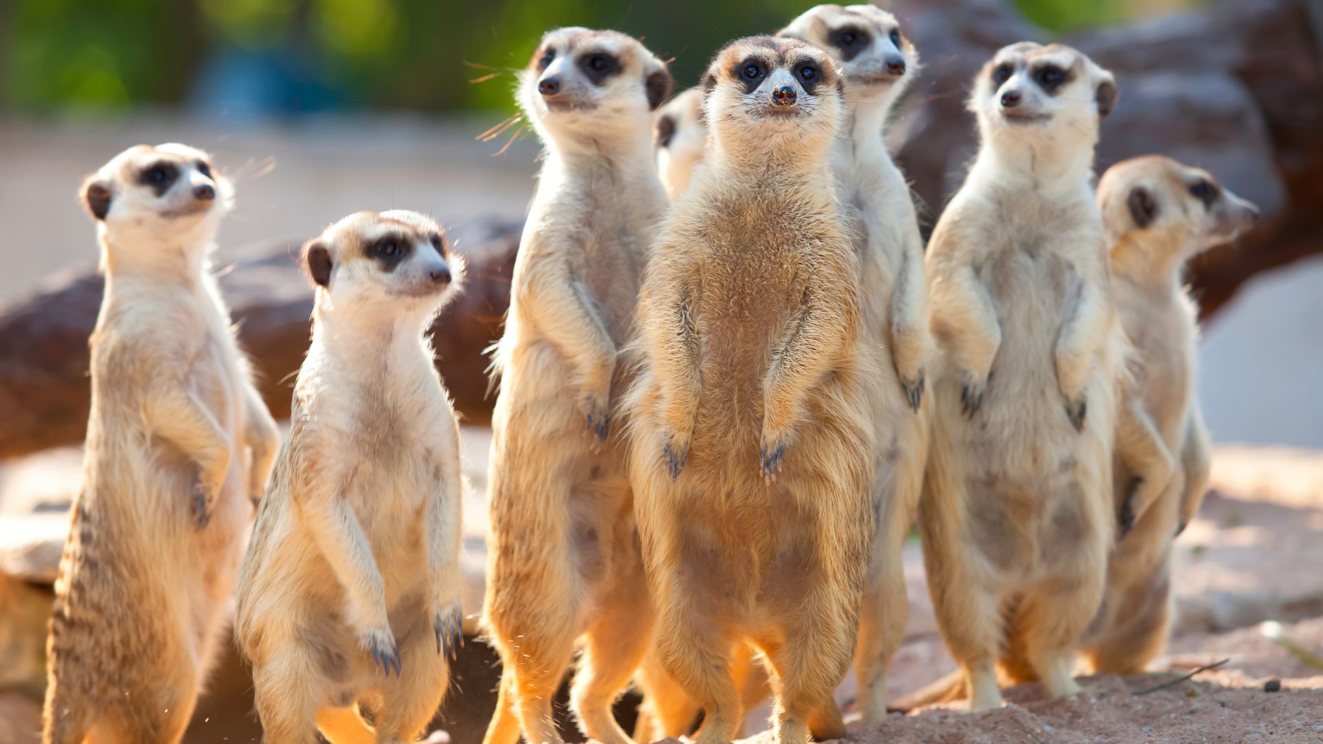 Beautiful Oudtshoorn: Four activities you MUST do - I Love South Africa