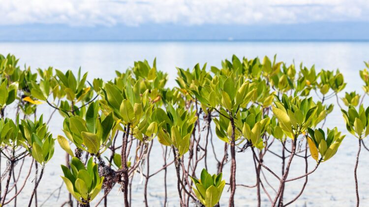 Etihad Airways plants a tree for every Economy passenger - I Love South ...