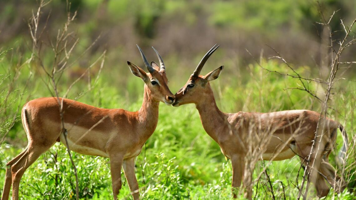 Fun in the city: Three things to do in Polokwane - I Love South Africa