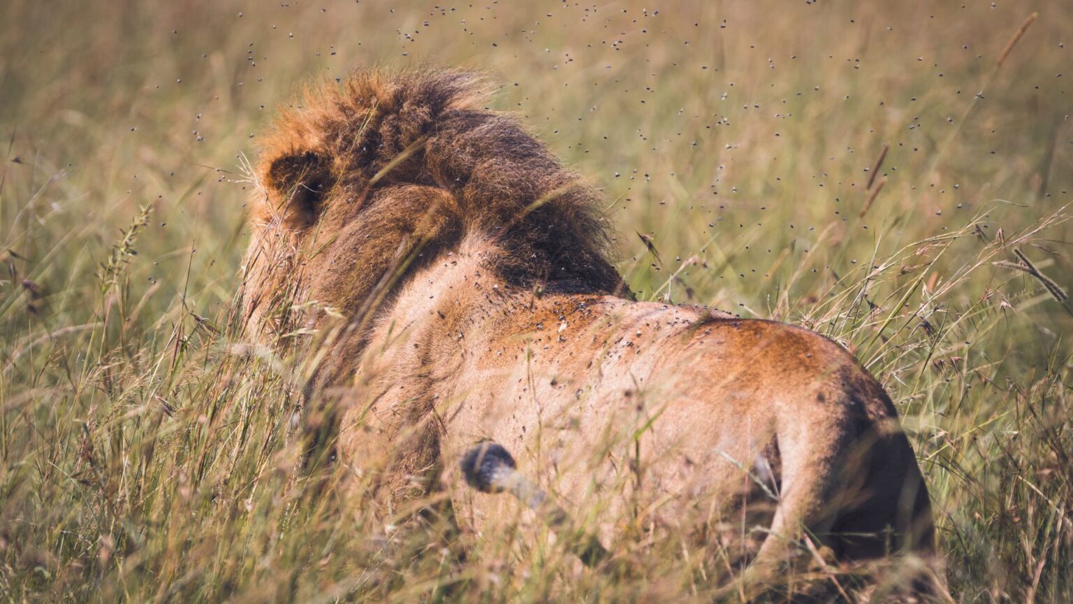 Ruben the lion gets a new home in South Africa - I Love South Africa