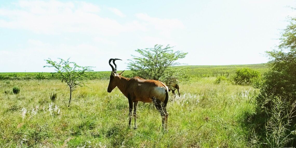 SANParks FREE Parks Week: Here's where and when to visit - I Love South ...